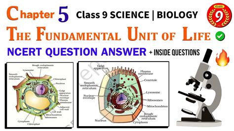 The Fundamental Unit Of Life NCERT Class 9 Biology Chapter 1