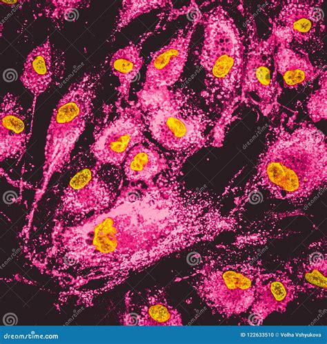 Mitochondria Staining Stock Illustration Illustration Of Nuclear 122633510