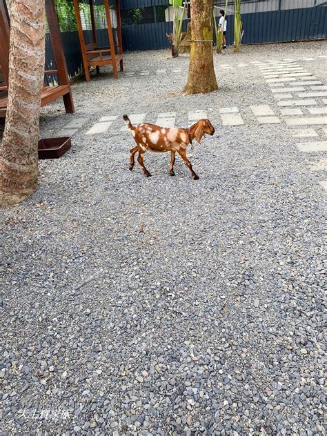 高雄小港「淨園農場」超棒親子景點，數十種療癒小動物還可看飛機 天生寶家族