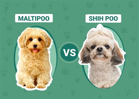 Maltipoo Vs Shih Poo The Differences With Pictures Dogster
