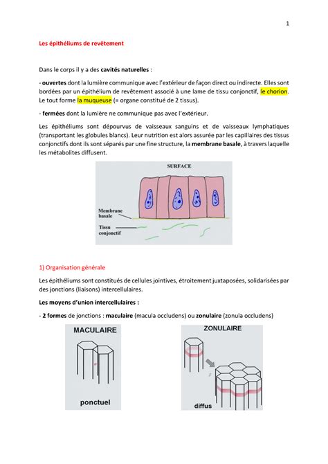 Histo Notes De Cours 1 Warning TT Undefined Function 32 Warning