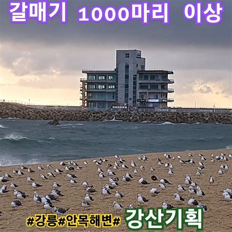 갈매기 1000마리 이상🇰🇷korea🇰🇷강원특별자치도강릉안목해변 Youtube