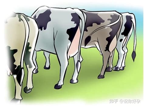 人工授精操作指南（漫画版） 知乎