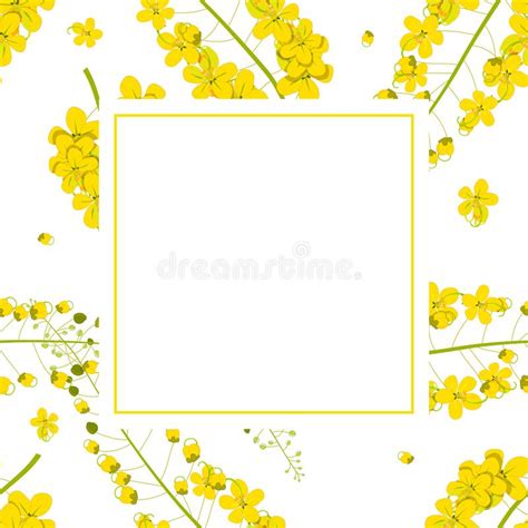 Cassia Fistula Stock Illustrations 788 Cassia Fistula Stock