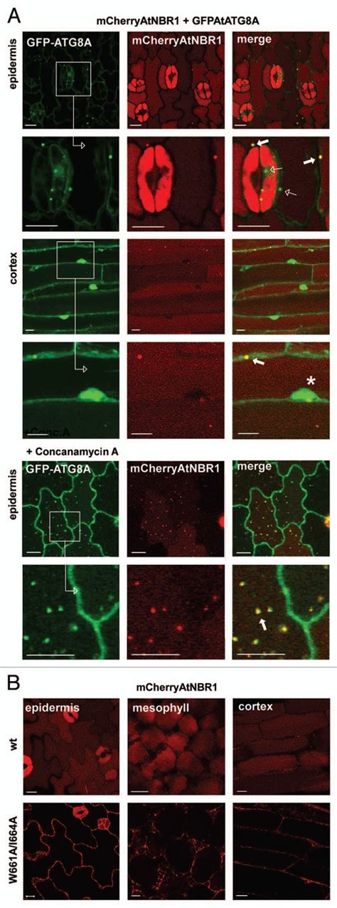 Plant Nbr1 Is A Selective Autophagy Substrate And A Functional Hybrid