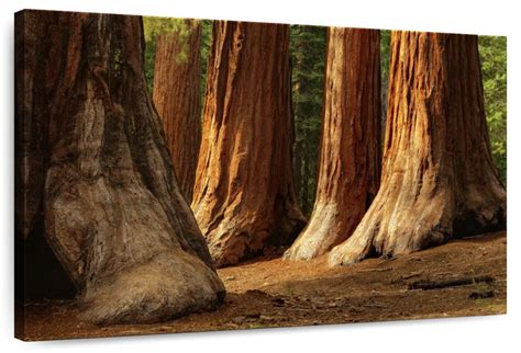 Elephant Stock Ancient Sequoia Trees Wayfair