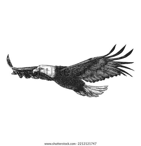 Bald Eagle Flight Vector Sketch Hand Stock Vector Royalty Free