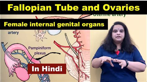 Fallopian Tube And Ovaries In Hindi Female Internal Genitalia