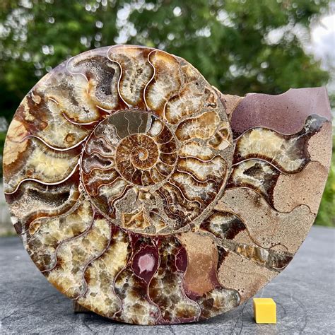 Giant Cut And Polished Ammonite Single Fossil Ammonoids Impressive