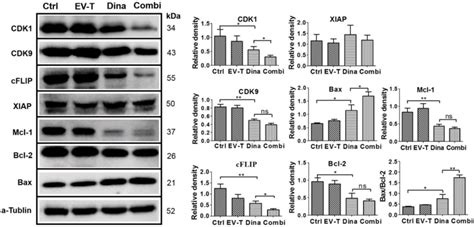 Expression Detection Of Trail Signaling Pathway Modulators In A549