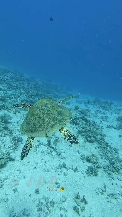 نيمو الجزء الثاني 🐠😂🤿🌊 Nemo Youtube