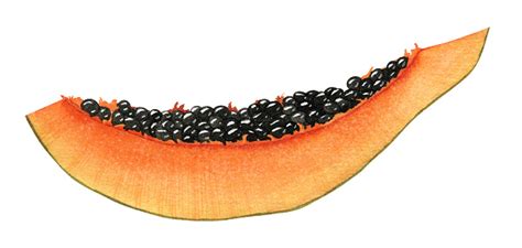 파파야 과일 조각 고립된 배경에 이국적인 열대 식물의 수채화 그림 달콤한 주스 디저트 식품 생산 라벨 또는 오렌지 색상의 로고에