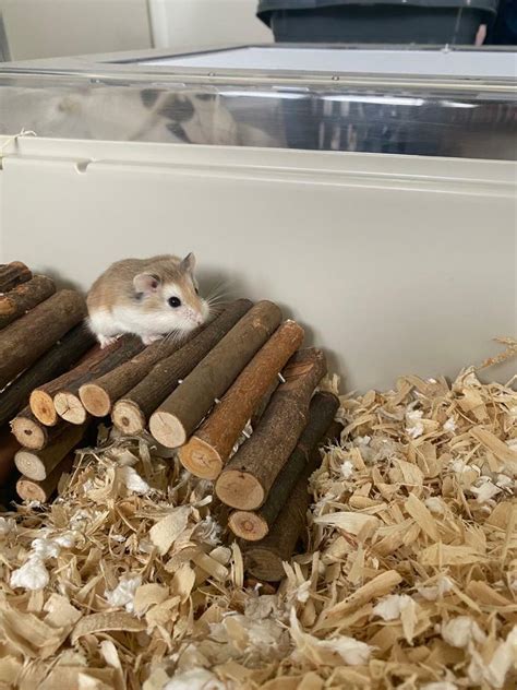 Reserved Roborovski Dwarf Hamster For Sale With All Accessories In