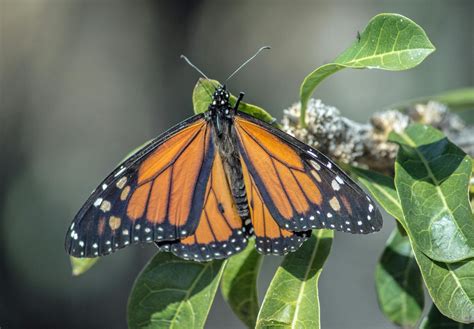 Como Criar Abelhas Sem Ferrão Em Espaços Pequenos