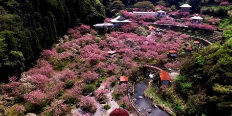 一度は行っておきたい大分県内の桜の名所5選 Edit Oita エディット大分