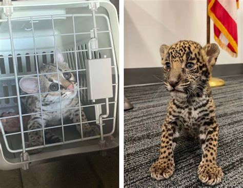 Texas Couple Arrested For Selling Exotic Cubs In Academy Parking Lot