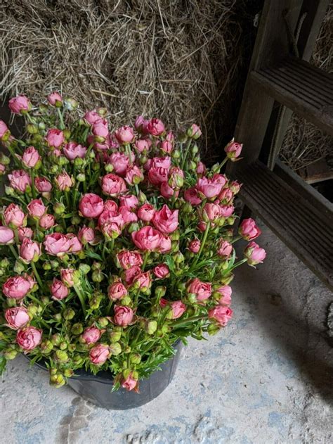 Butterfly Ranunculus 18 Stems Petalon