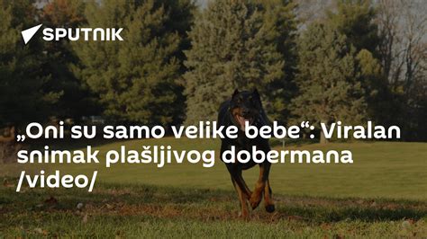 „oni Su Samo Velike Bebe Viralan Snimak Plašljivog Dobermana Video