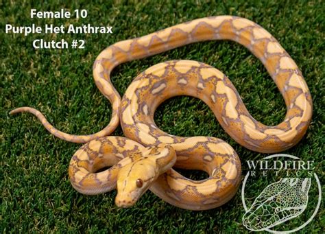 Purple Het Anthrax Reticulated Python By Wildfire Retics