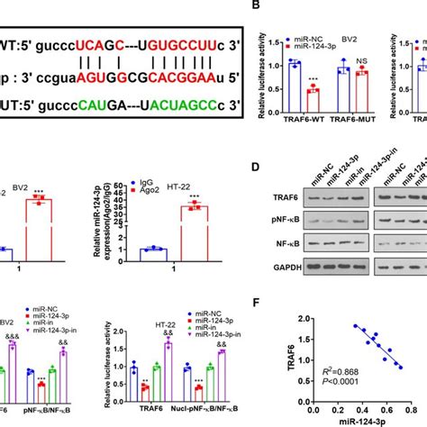 Mir 124 3p Targeted Traf6 A The Predicted Binding Site Between