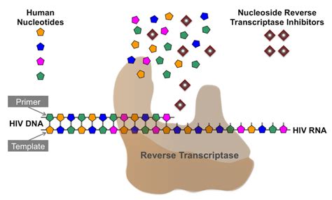 Rapid Growth Of Global Reverse Transcriptase Enzymes Market Will Achieve A Valuation Of Us 481