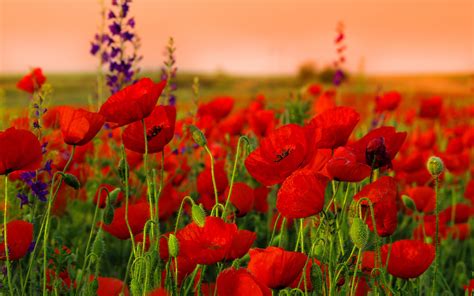 Plenty Of Poppies Elegantly Dressed And Stylish