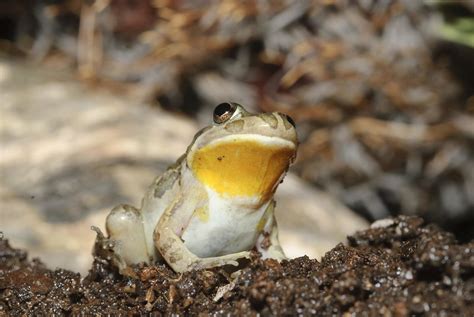 Crowcorefrog On Tumblr