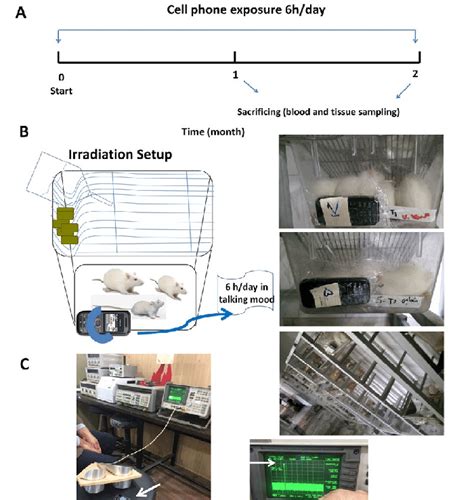 A The Timeline Of The Experiment As Described In The Text B Download Scientific Diagram
