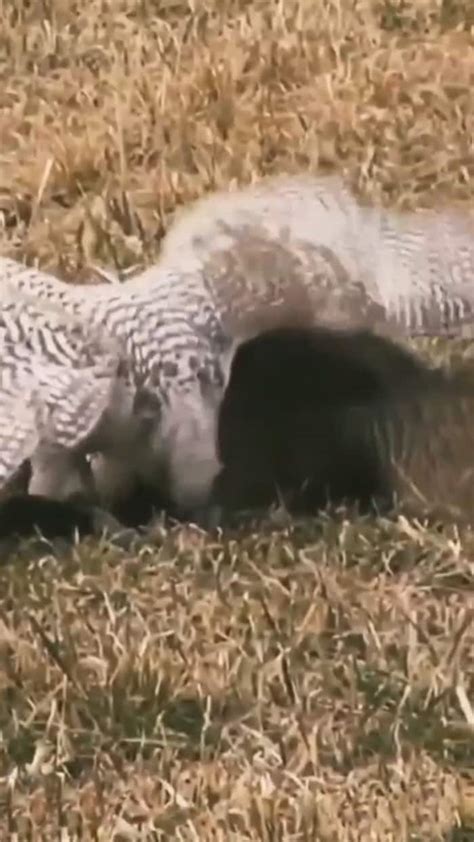 बाज की ताकत के सामने ढेर हो गई चील पंजों में दबोचा और मार डाला