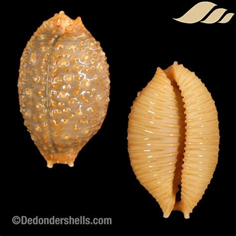 Cypraea Nucleus 10 De Donder Shells