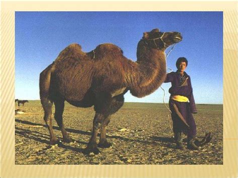 Животные пустыни фотографии презентация доклад проект скачать