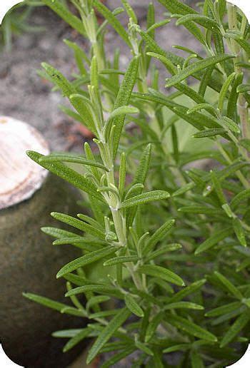 Kruiden Rozemarijn In De Tuin En In De Keuken Rozemarijn Planten Kruidentuin Kruiden