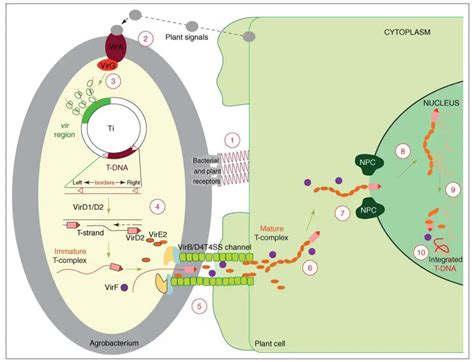 Agrobacterium Mediated Gene Transfer Protocol Applications Advantages Biology Notes Online