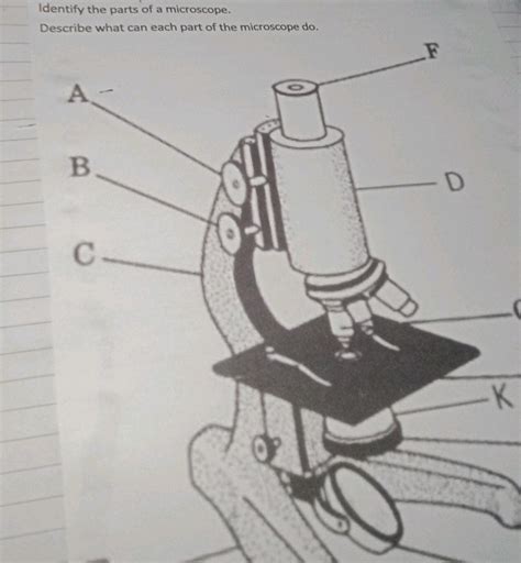 Identify The Parts Of A Microscope Describe Studyx