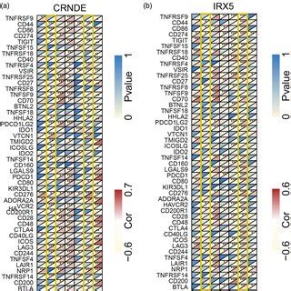 Association Of CRNDE And IRX5 Gene Expression With Immune Checkpoint