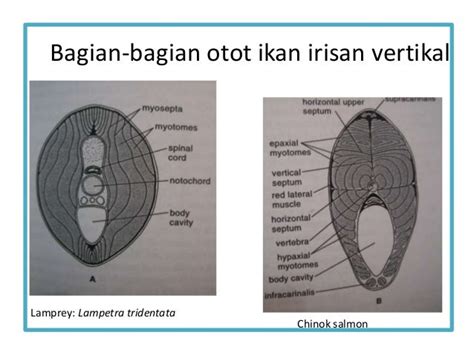 Sistem Otot Ikan