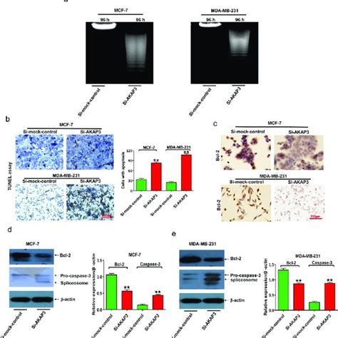 Akap3 Knockdown Induces Cell Apoptosis In Mda Mb 231 And Mcf 7 Cells