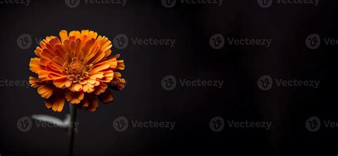 Marigold Flower In Black Background Stock Photo At Vecteezy