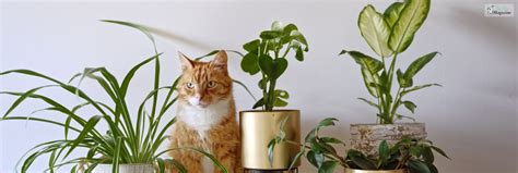 Are Money Trees Toxic To Cats Fact And Safety Guides For Cats