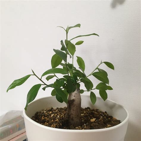 ガジュマルの葉が垂れるのはなぜ葉が下を向いてよれよれな原因と対処法 観葉植物ラボ
