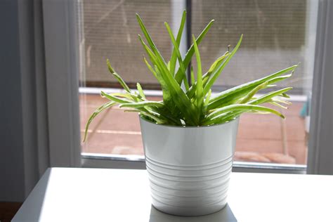 How Fast Does Aloe Vera Grow 4 Things To Consider House Grail