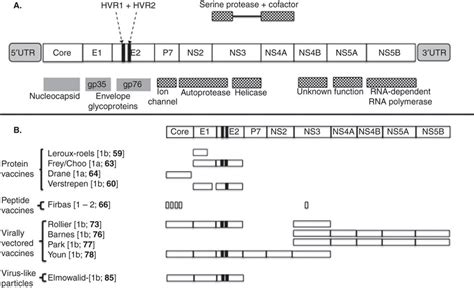 Hcv Genome Structure And Vaccine Immunogens A Organisation Of The