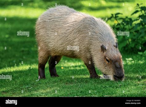 Capybara Hydrochoerus Hydrochaeris Grazing On Fresh Green Grass Stock