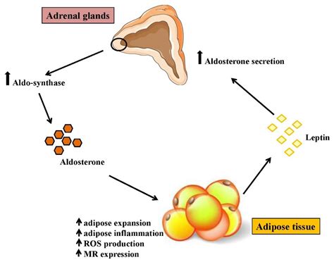 Aldosterone