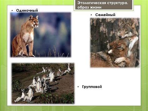 Популяция структурная единица вида презентация онлайн