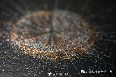 北京林业大学 超豪华”录取通知书 成新晋网红！ 搜狐大视野 搜狐新闻