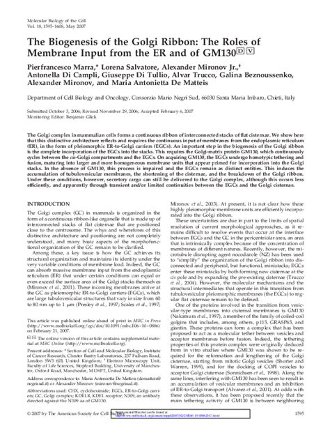Pdf Roles Of Er Membrane Input And Gm130 In Golgi Ribbon Formation
