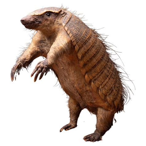 19th C Armadillo Mount In Sitting Position On Wooden Base For Sale At