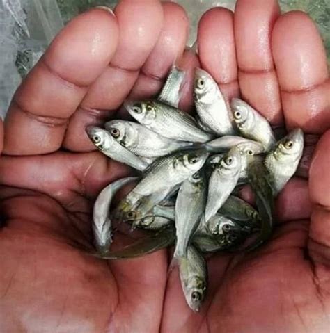 Grey Rohu Katla Fish Size 15 Inch At Rs 15piece In Bhopal Id