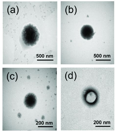 Tem Micrographs Of Fos Loaded Span ® 60 Niosomes A Sp Sc24 B
